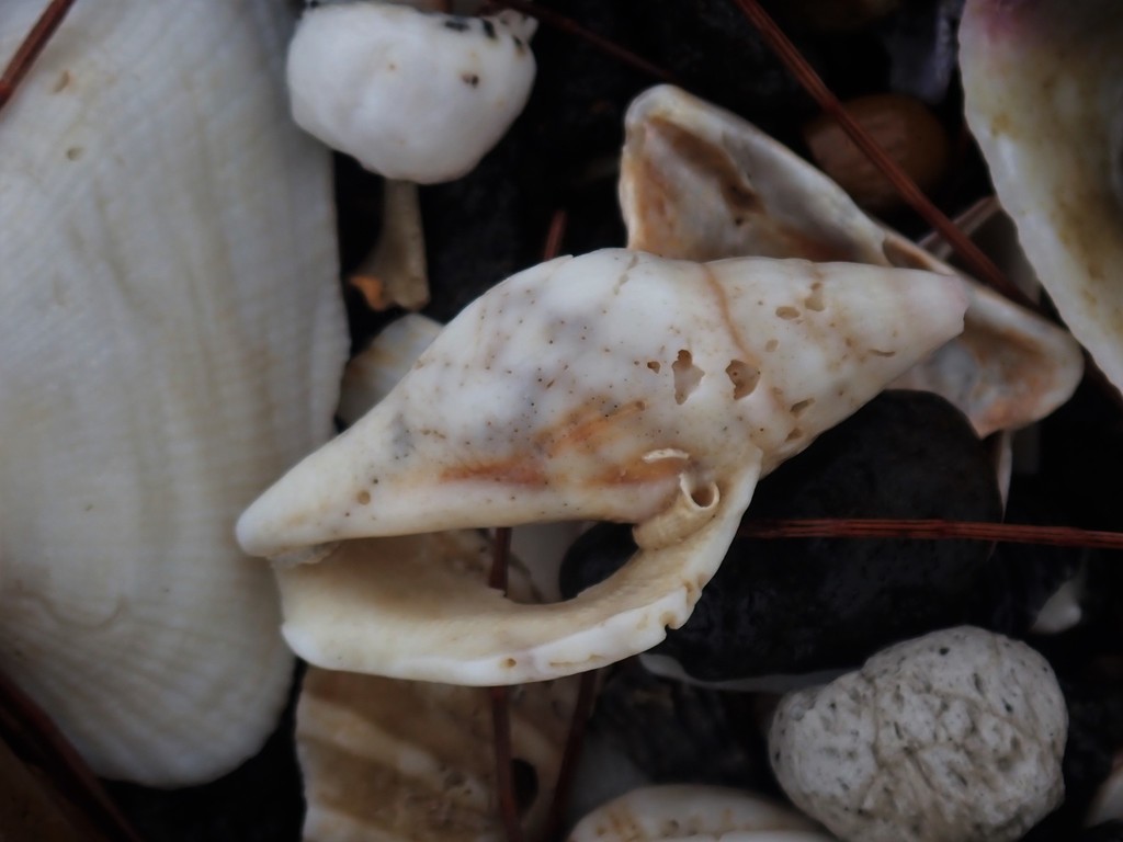 Campbell's Stromb from Mon Repos Queensland, Australia on March 16 ...