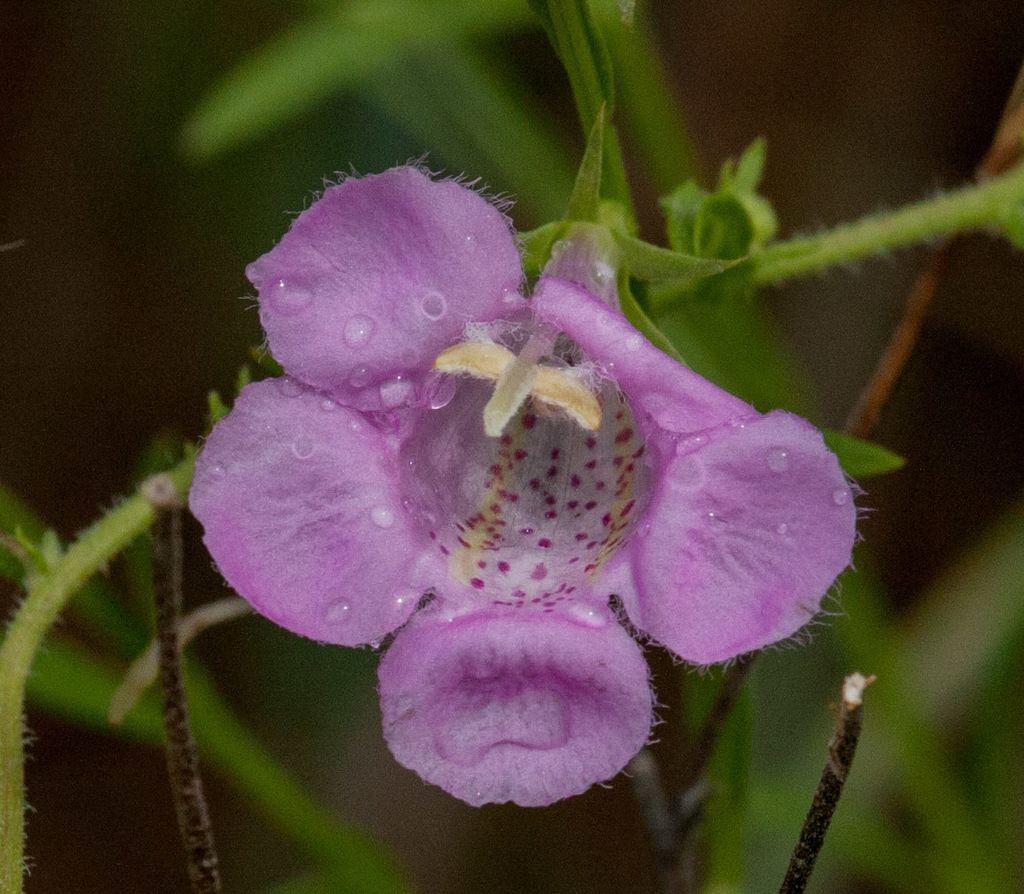 Prairie False Foxglove (Nash Prairie Plants List) · iNaturalist