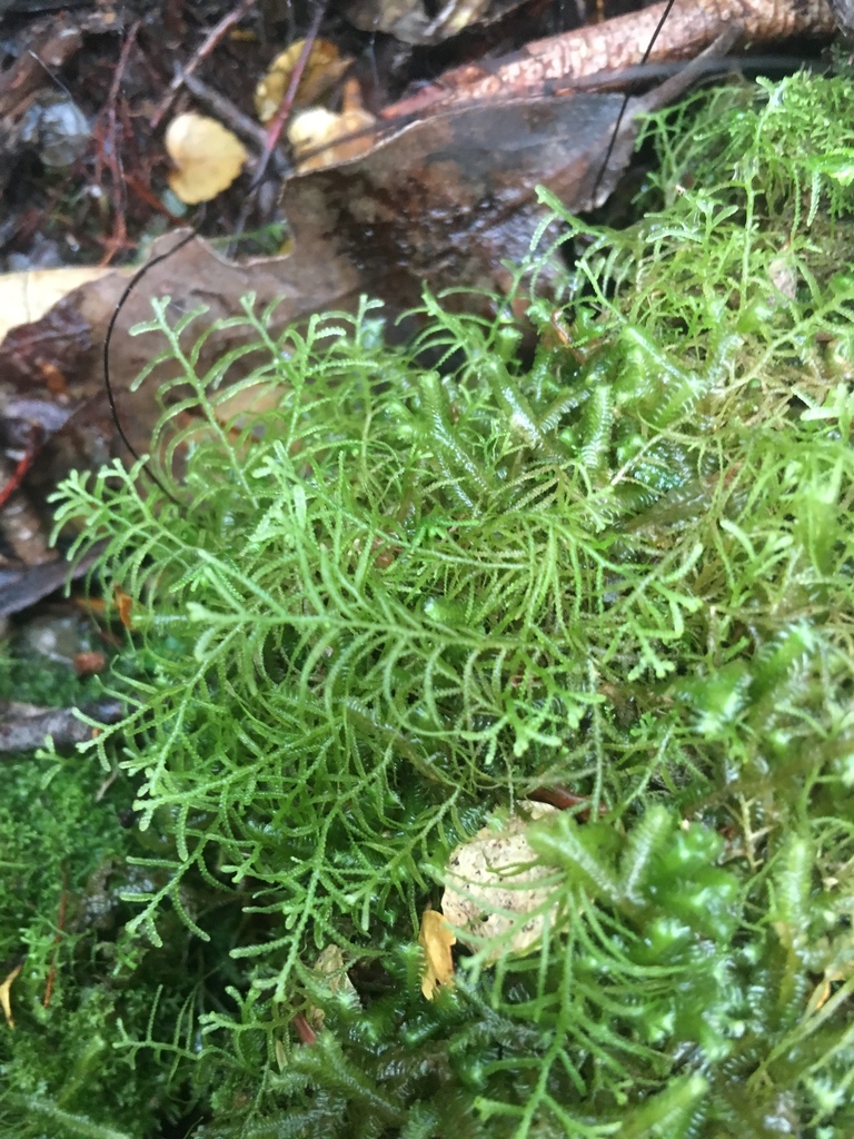liverworts from Huon Valley, AU-TS, AU on November 3, 2017 at 02:45 AM ...