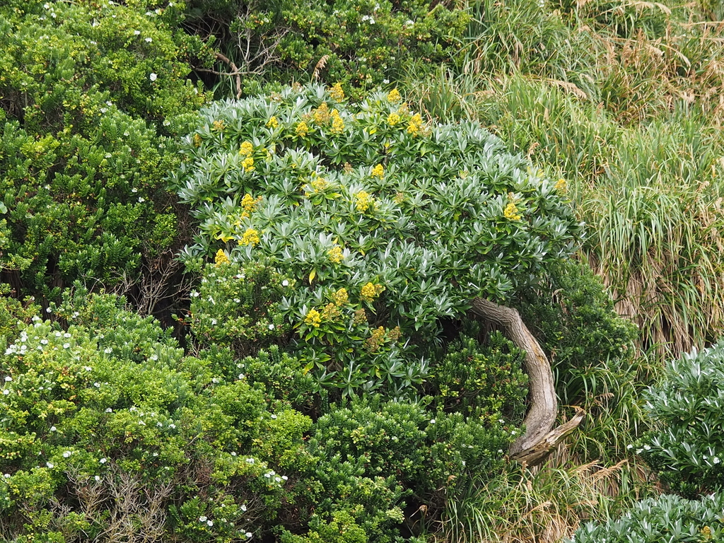 Stewart Island Tree Groundsel in December 2020 by Alex Fergus · iNaturalist