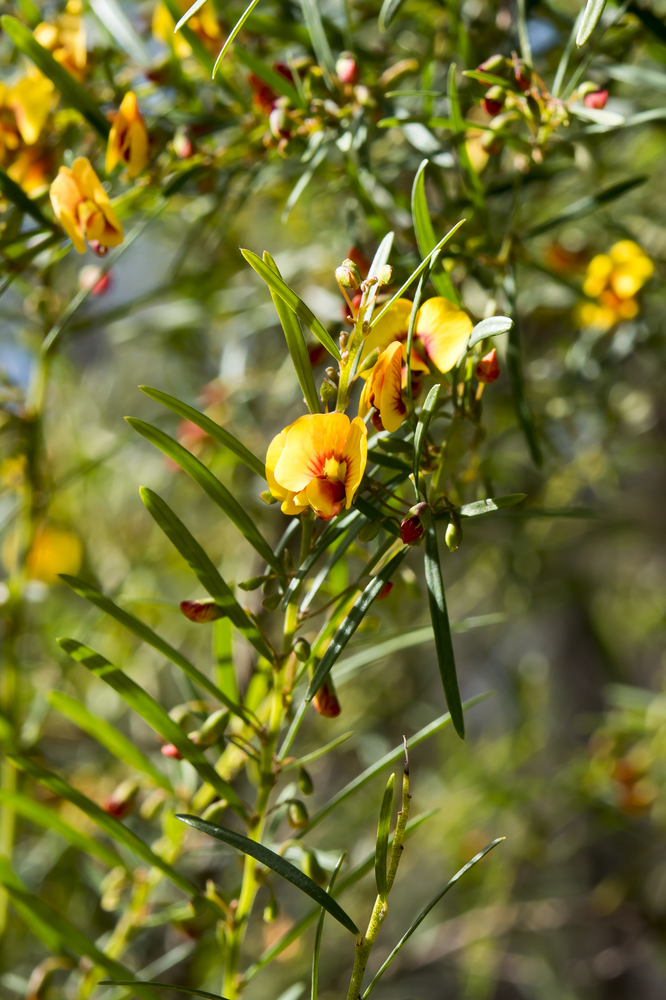 Bossiaea linophylla R.Br.