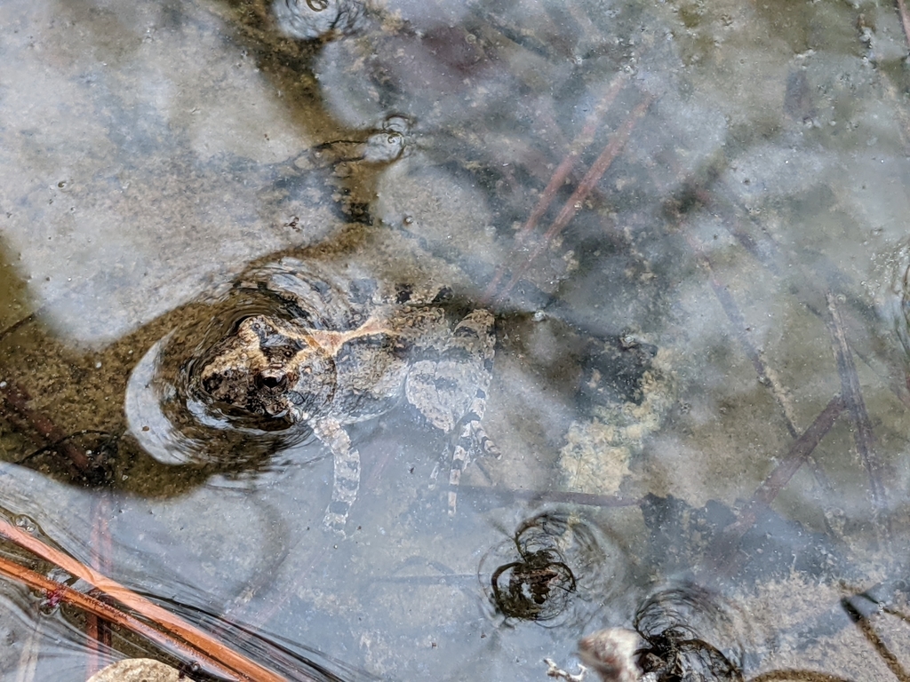Northern Cricket Frog In March 2021 By Alex Krohn INaturalist northern-cricket-frog-in-march-2021-by-alex-krohn-inaturalist