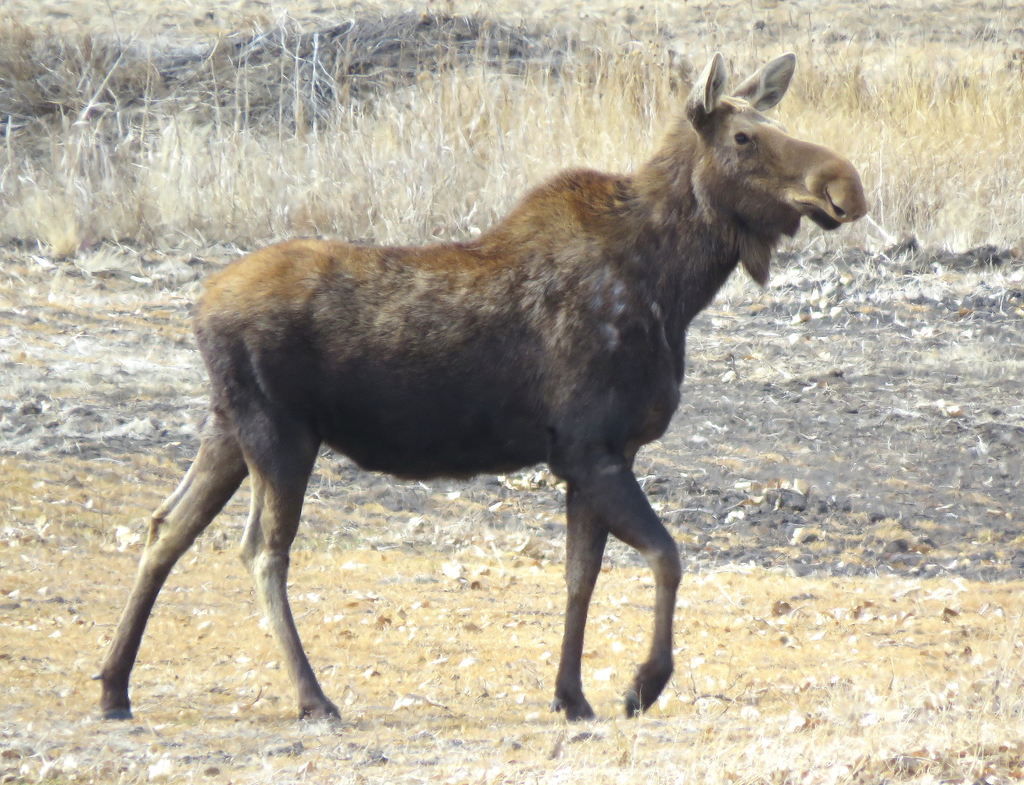 Moose from Bottineau County, ND, USA on March 25, 2021 at 02:17 PM by ...