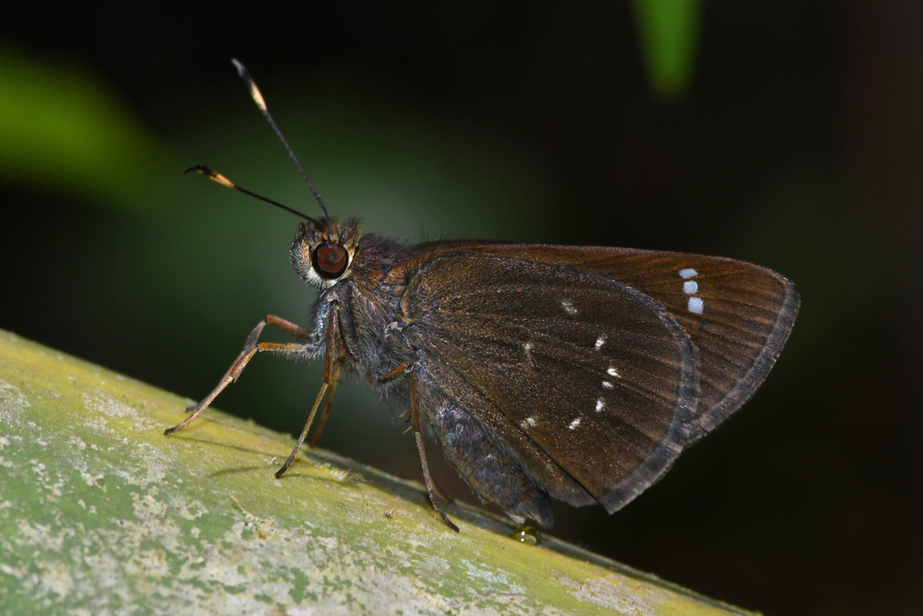 Lamponia lamponia from BRAZIL Sao Paulo, PE Intervales on January 13 ...
