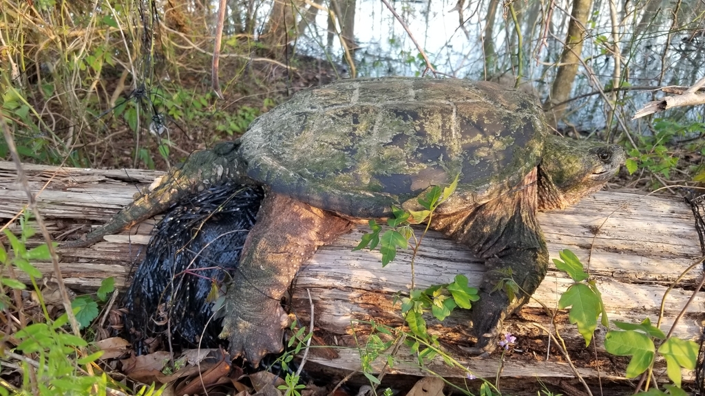 Common Snapping Turtle from Southbelt / Ellington, Houston, TX, USA on ...