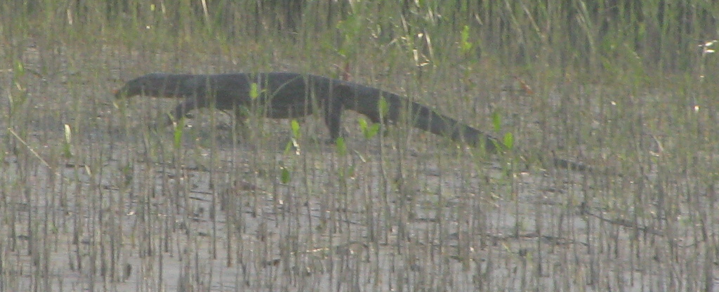 Common Water Monitor from Sundarbans Tiger Reserve on October 8, 2014 ...