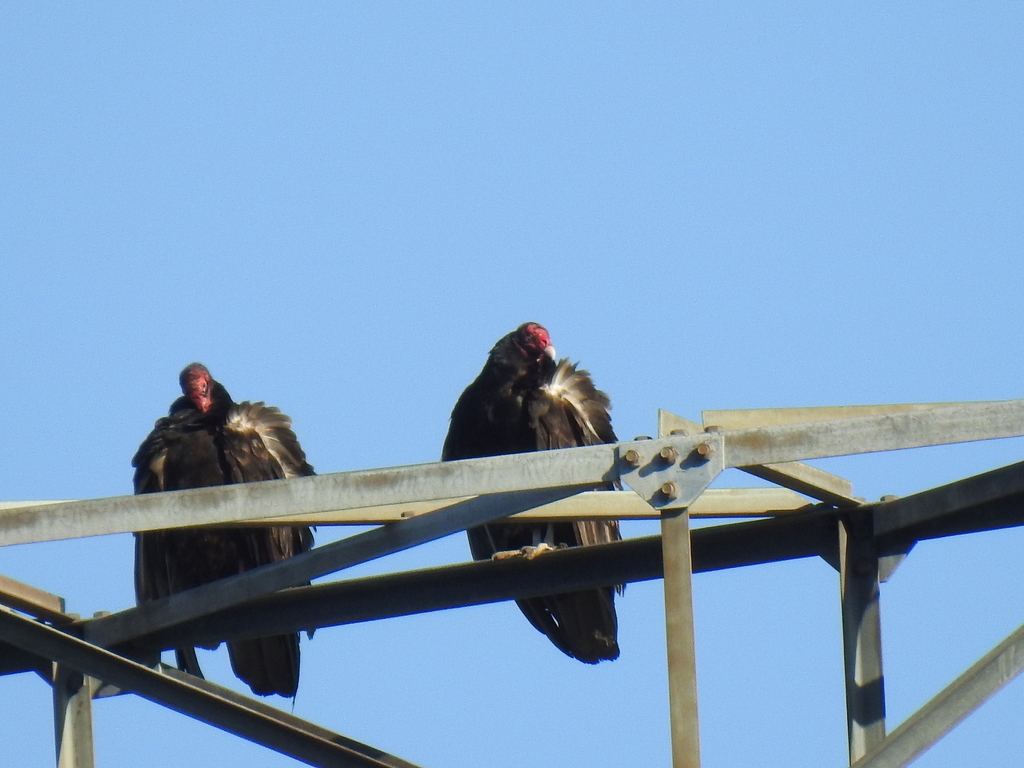 Turkey Vulture from Lewisville, TX, USA on March 25, 2021 at 05:50 PM ...