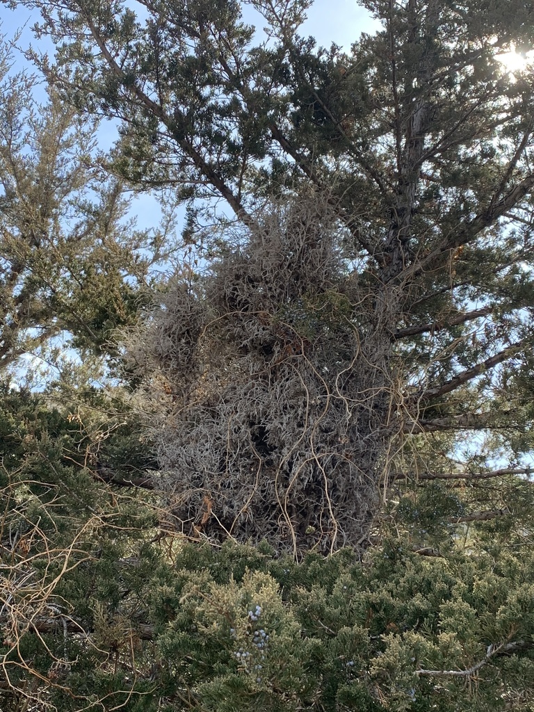 Juniper Broom Rust from Carleton College, Northfield, MN, US on March ...