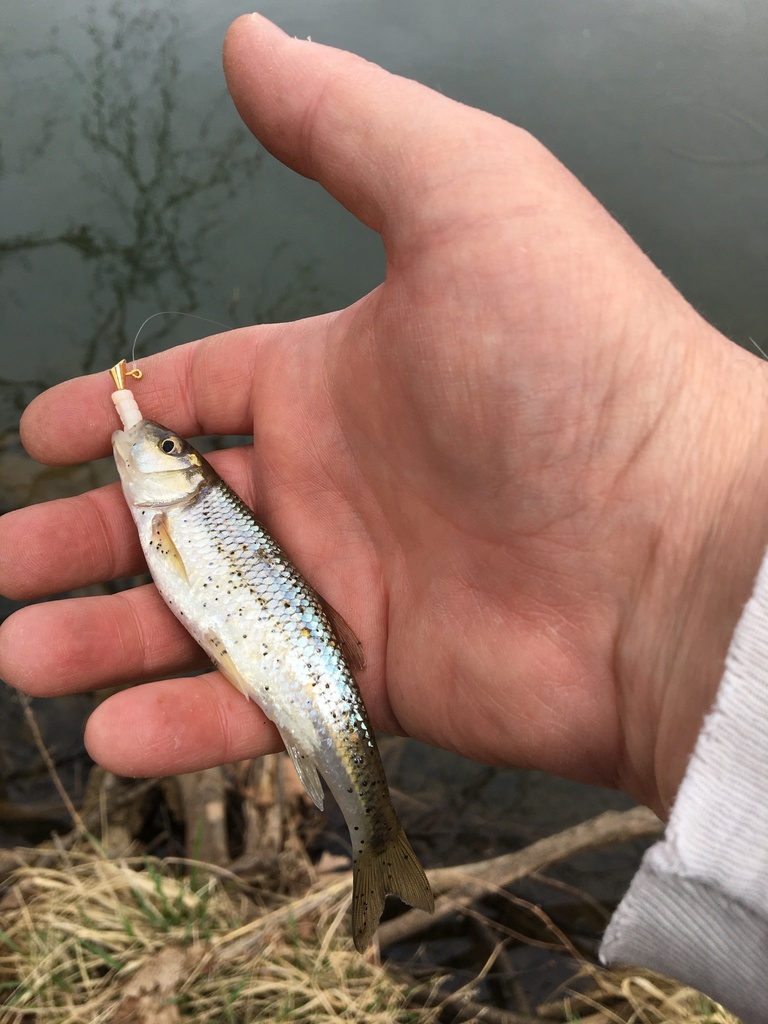 Fallfish from Indian Hollow Rd, Winchester, VA, US on March 25, 2021 at ...