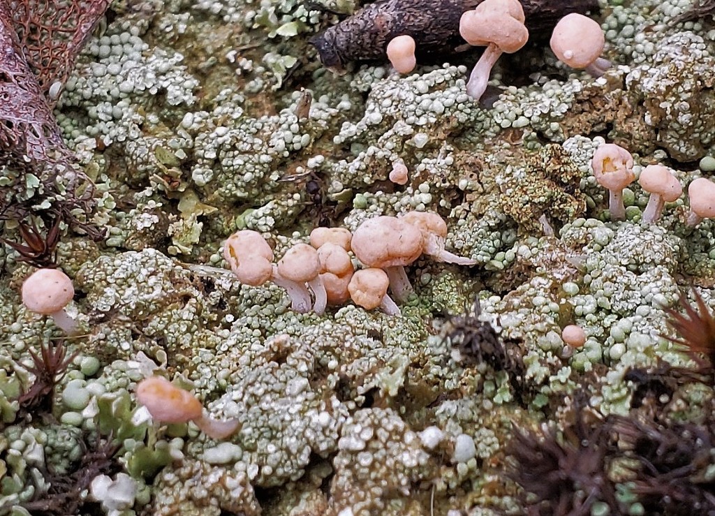 Pink Earth Lichen from Anne Arundel County, MD, USA on March 25, 2021 ...