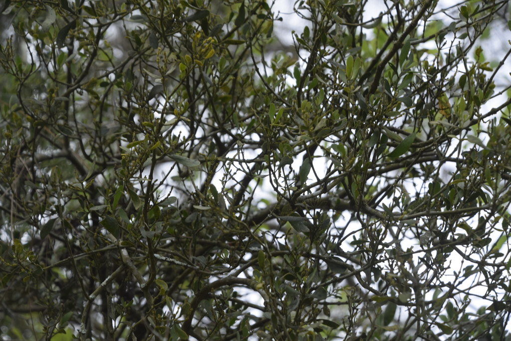 American Mistletoe from Florida, US on March 25, 2021 by Tom Palmer ...