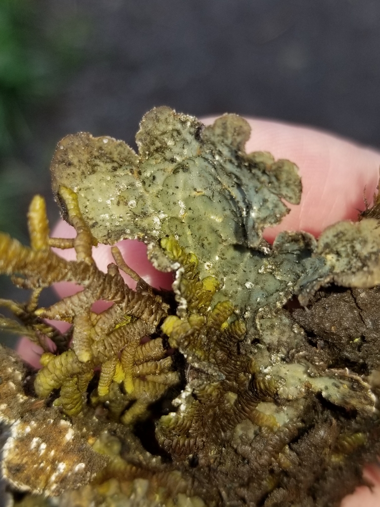 Lobariaceae from Eugene, OR 97405, USA on March 25, 2021 at 01:03 PM by ...