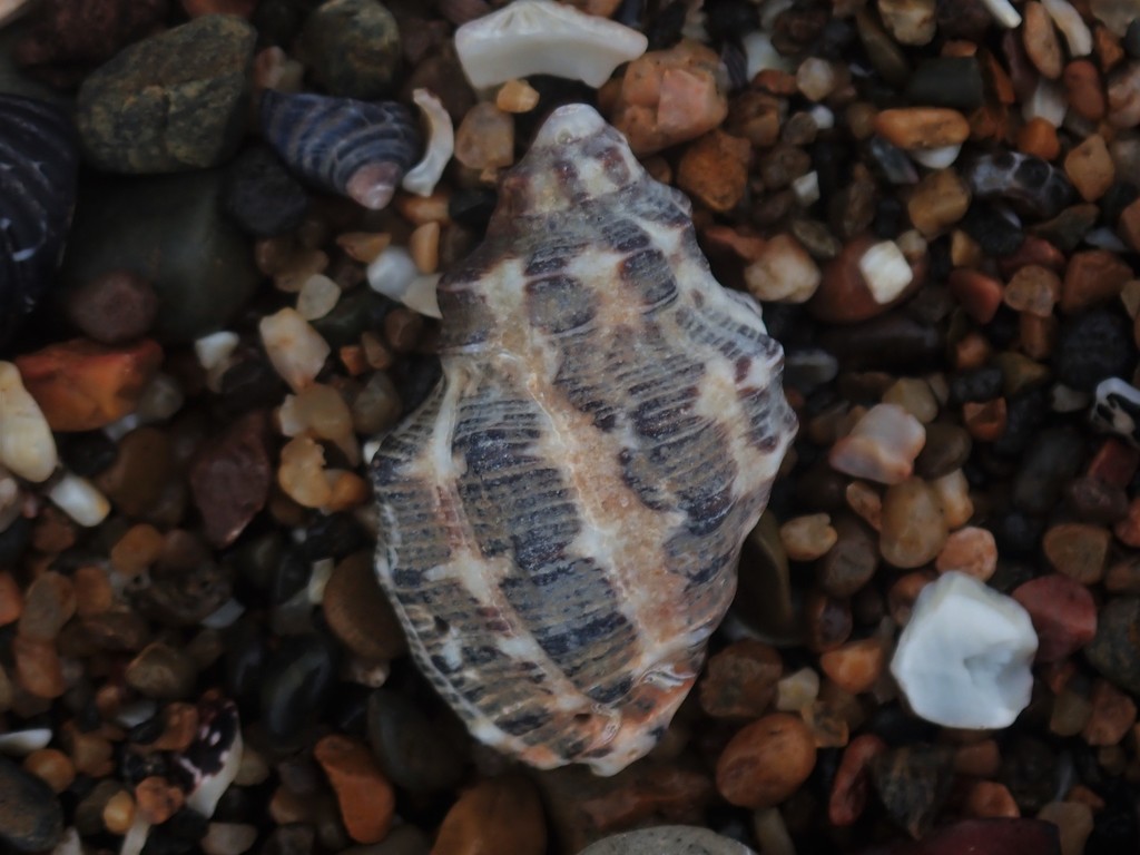 Chestnut Rock Shell from Queensland, Australia on March 17, 2021 at 09: ...