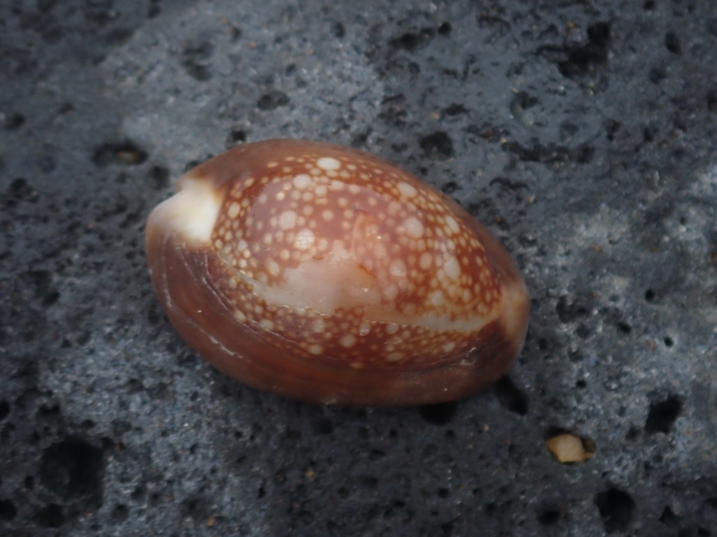 Snakehead Cowrie from Queensland, Australia on March 17, 2021 at 09:06 ...