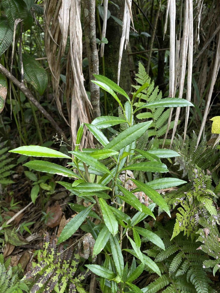 Ditta myricoides from Naguabo, Puerto Rico on March 25, 2021 at 10:22 ...