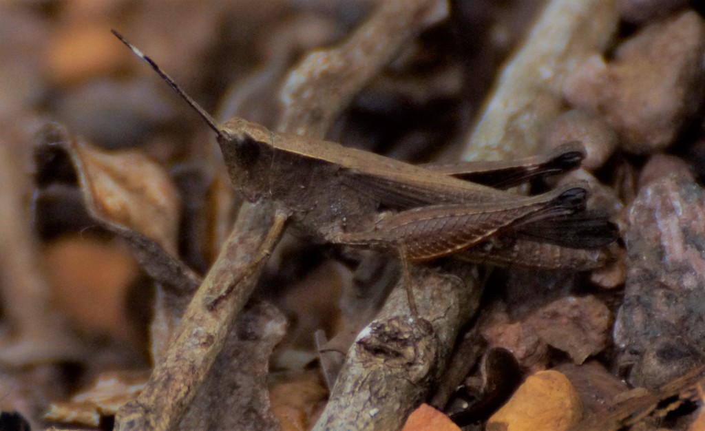 Rectitropis from Middle Point NT 0822, Australia on March 18, 2021 at ...
