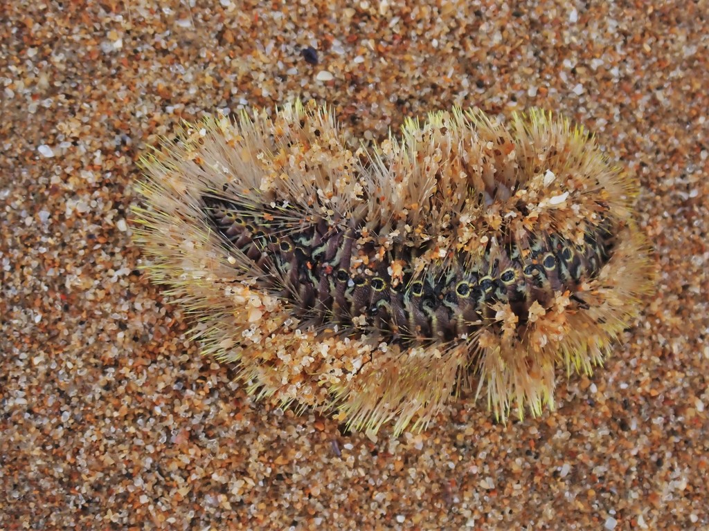 Golden Bristle Worm from Queensland, Australia on March 18, 2021 at 09: ...