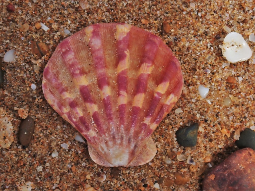 Strange's Pecten from Queensland, Australia on March 18, 2021 at 09:39 ...