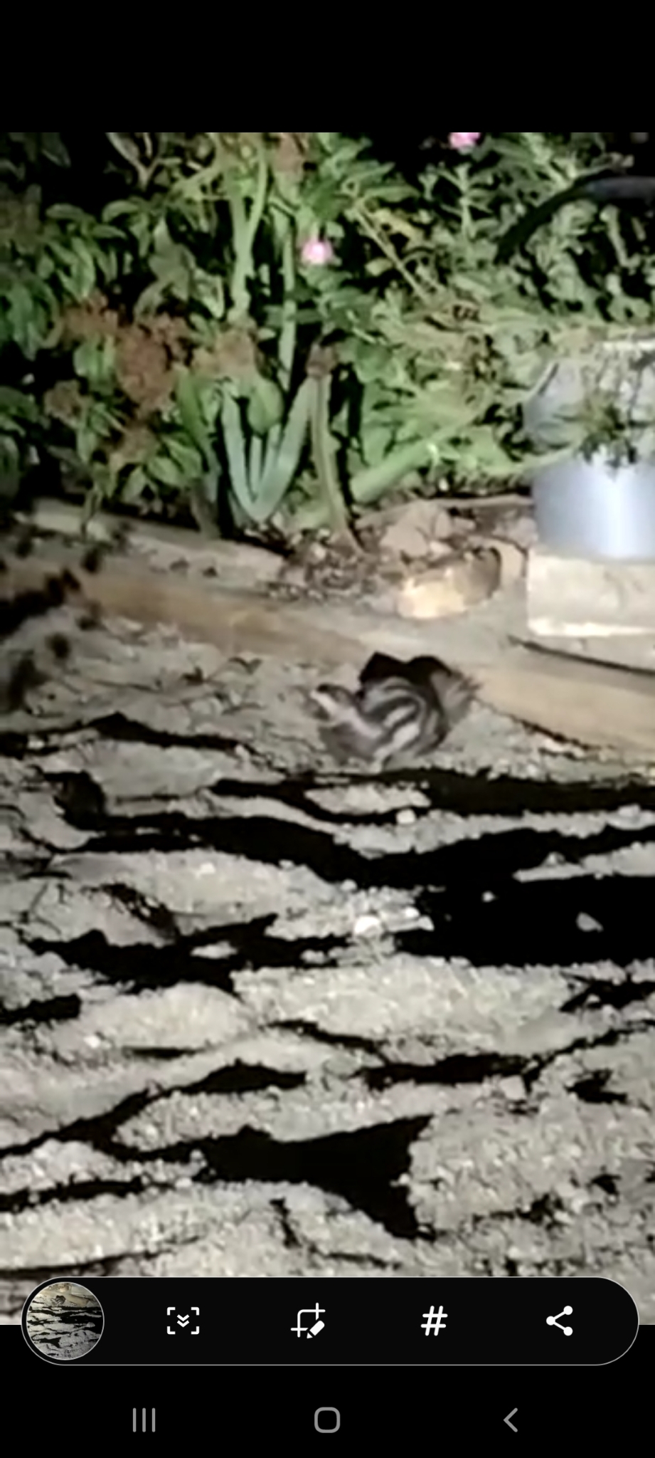 Spilogale pygmaea Thomas, 1898