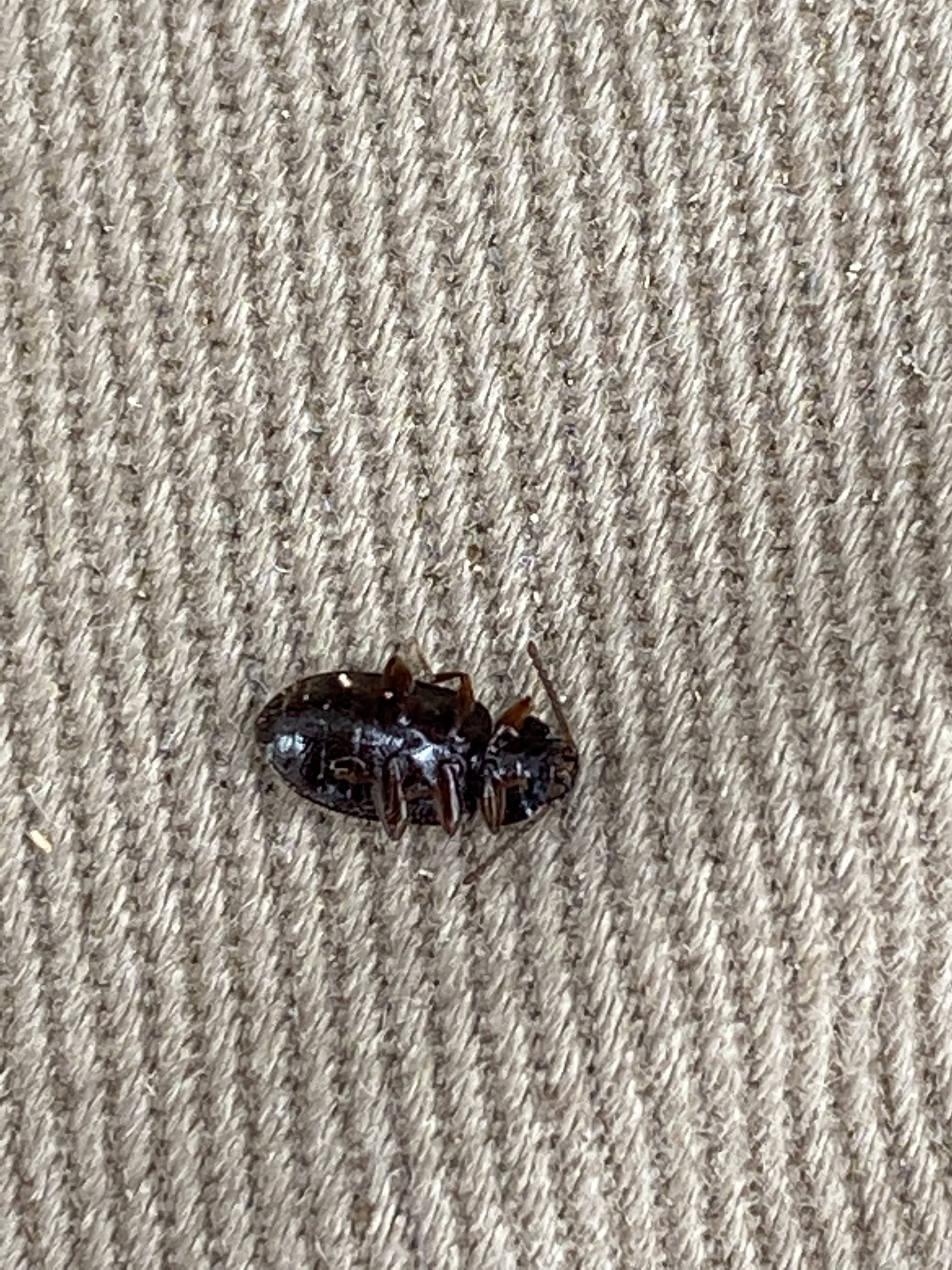 Anaedus brunneus (Ziegler, 1844)