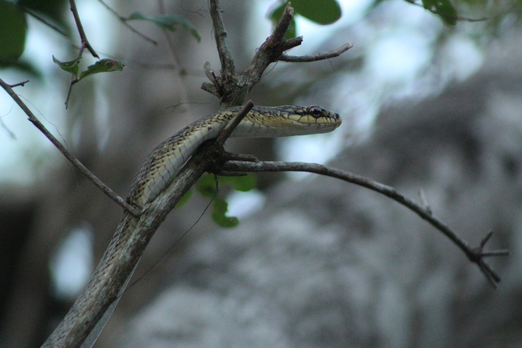 Puffing Snake from Valladolid, Yuc., México on March 24, 2021 at 05:53 ...
