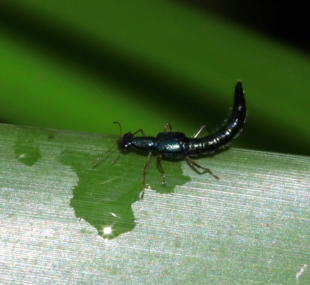 Stenus in October 2017 by juliegraham173 · iNaturalist