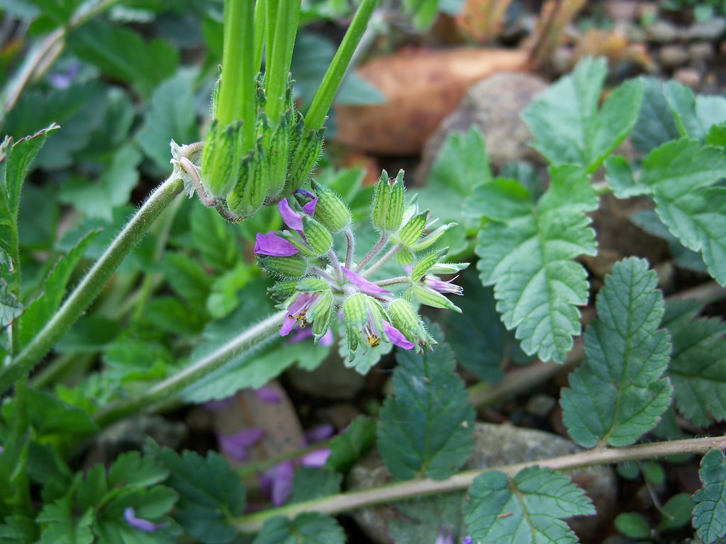 musky stork's bill (Edible Plants on UC Berkeley Campus) · iNaturalist ...