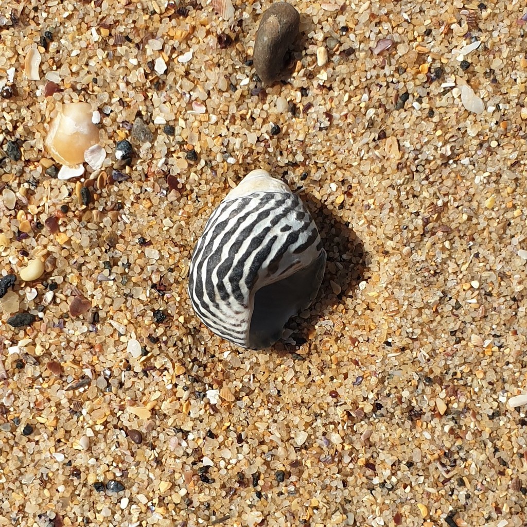 Zebra Top Snail from Sydney NSW, Australia on March 26, 2021 at 11:41 ...