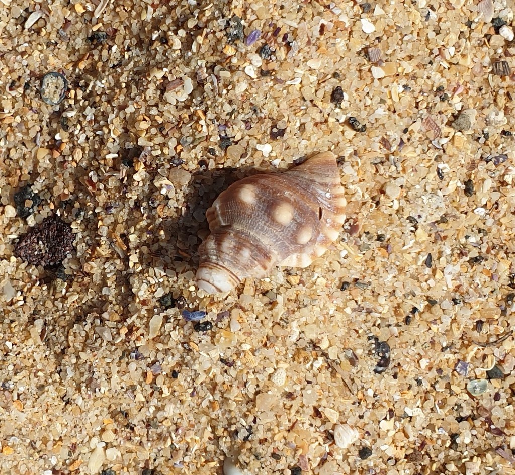 Spengler's Trumpet Snail from Sydney NSW, Australia on March 26, 2021 ...