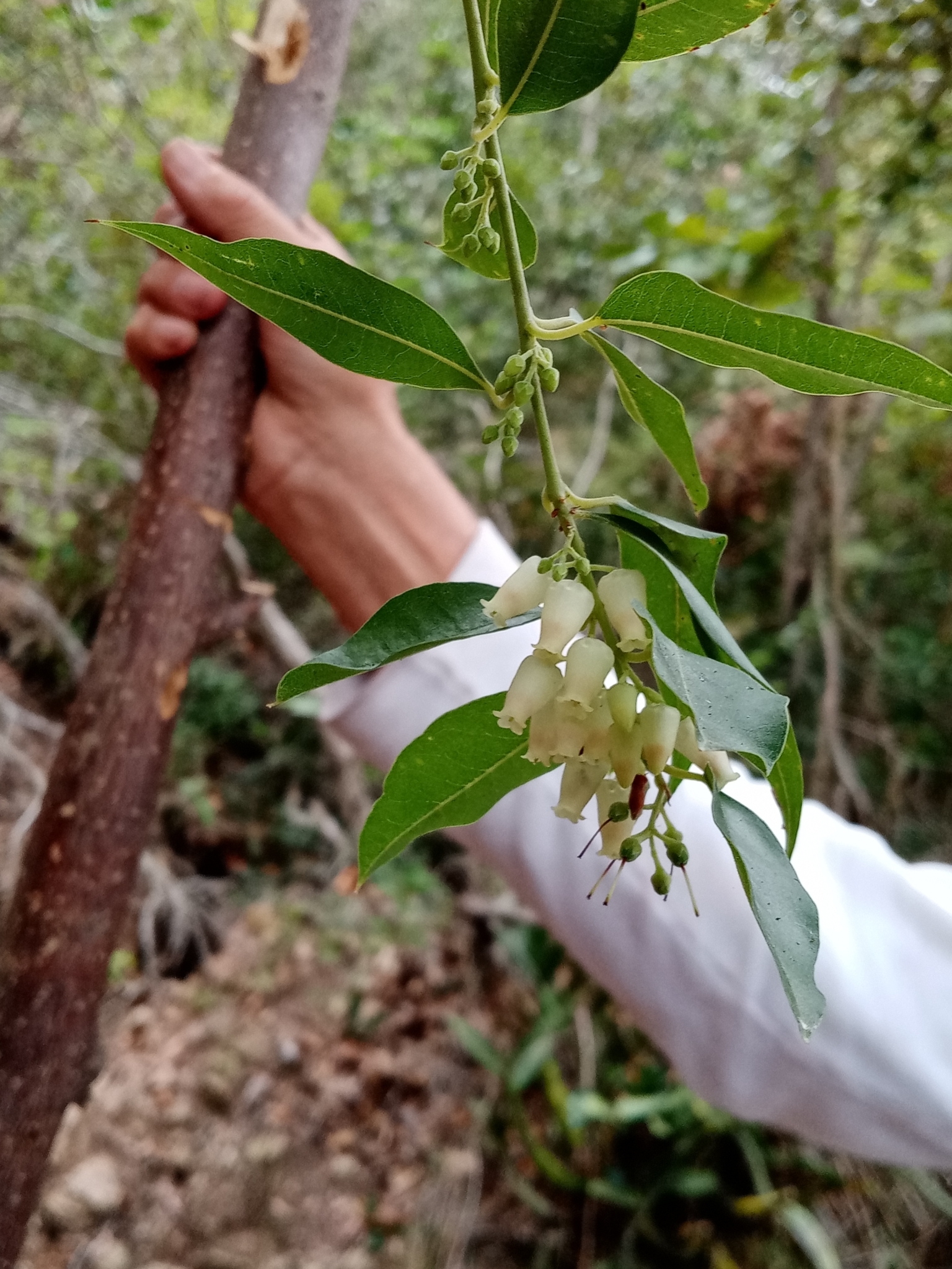 Agarista mexicana (Hemsl.) Judd