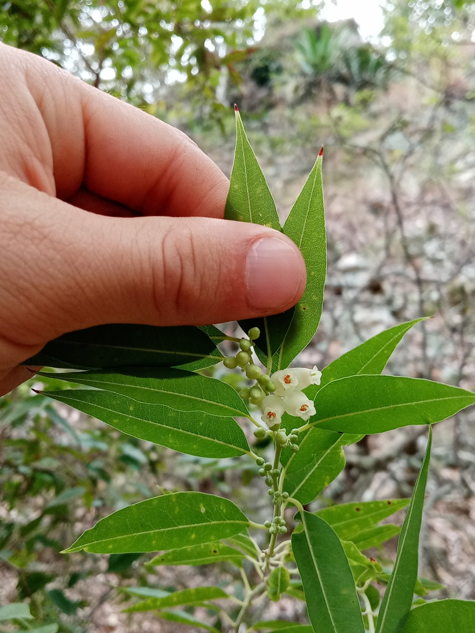 Agarista mexicana (Hemsl.) Judd