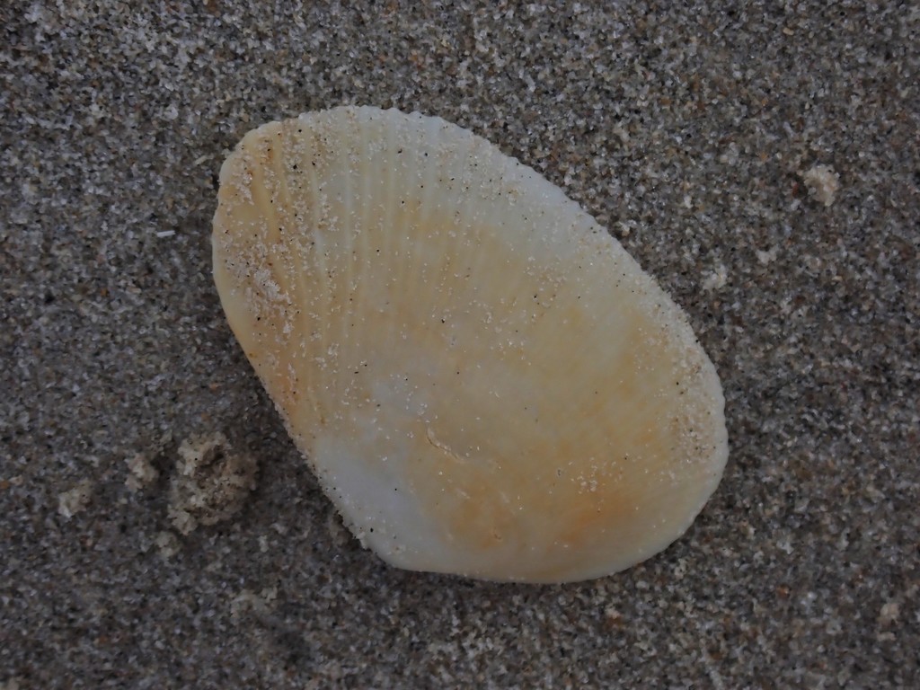 Radiately-Ridged Trough Shell from Elliott Heads QLD 4670, Australia on ...