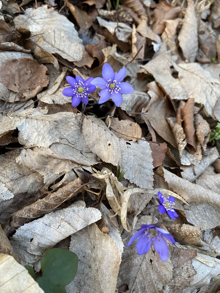 Liverleaf from Hradištko, Středočeský, CZ on March 24, 2021 at 05:50 PM ...