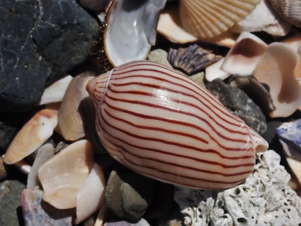 Zebra Volute from Hastings Point NSW 2489, Australia on March 24, 2021 ...