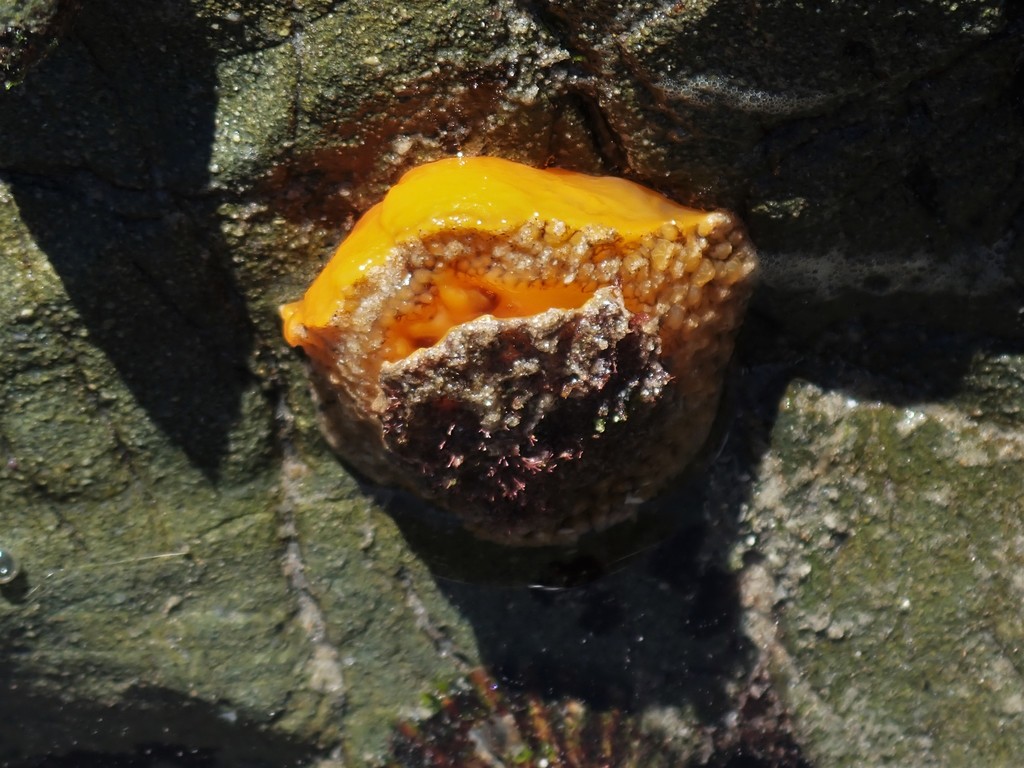 Umbrella Slug from Hastings Point NSW 2489, Australia on March 24, 2021 ...