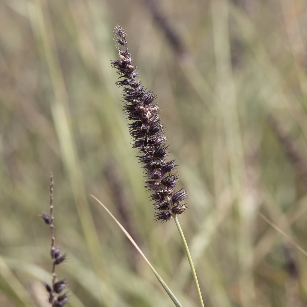 (Cenchrus setigerus) - Botanical Realm