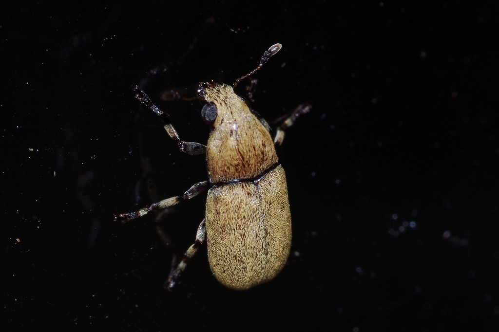 Euparius concolor from 日本、〒905-1422 沖縄県国頭郡国頭村字宜名真 on December 3, 2018 ...