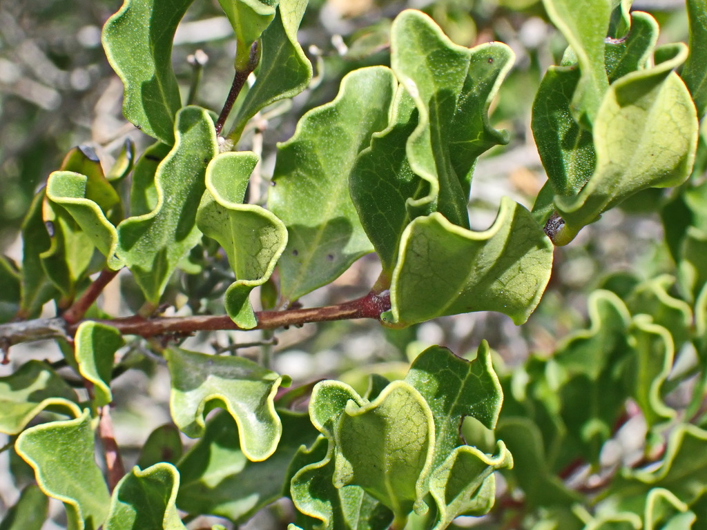 Gwarrie from Witsand Nature Reserve, Western Cape, South Africa on ...