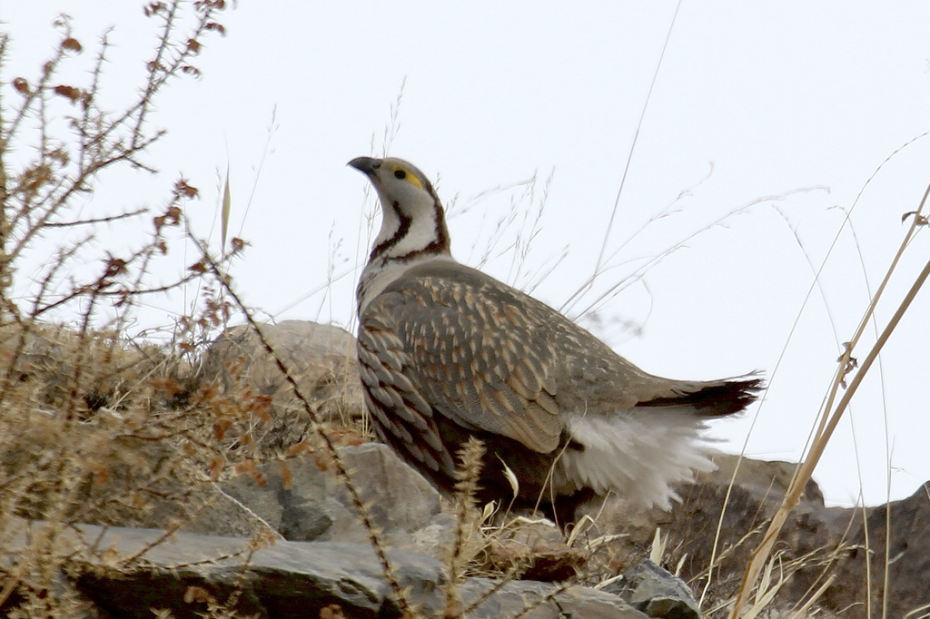 Himalayan Snowcock (Tetraogallus himalayensis) - Avian Discovery