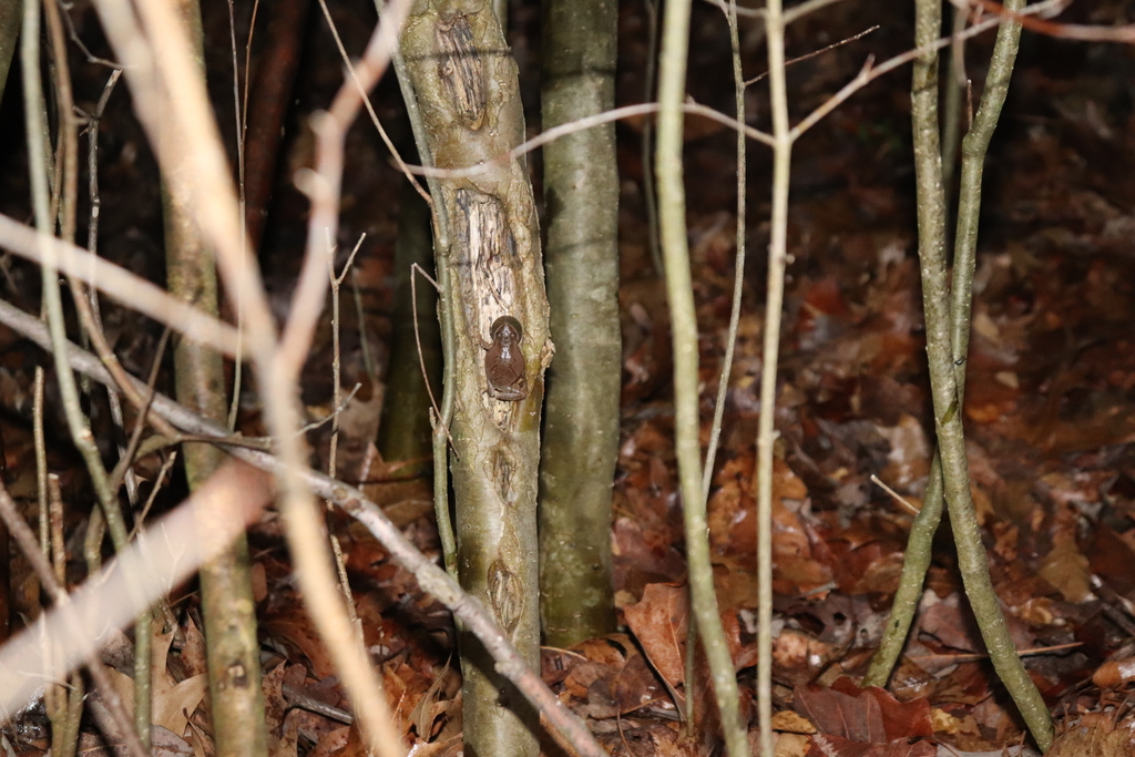 Spring Peeper from Brecksville, OH 44141, USA on March 25, 2021 at 08: ...