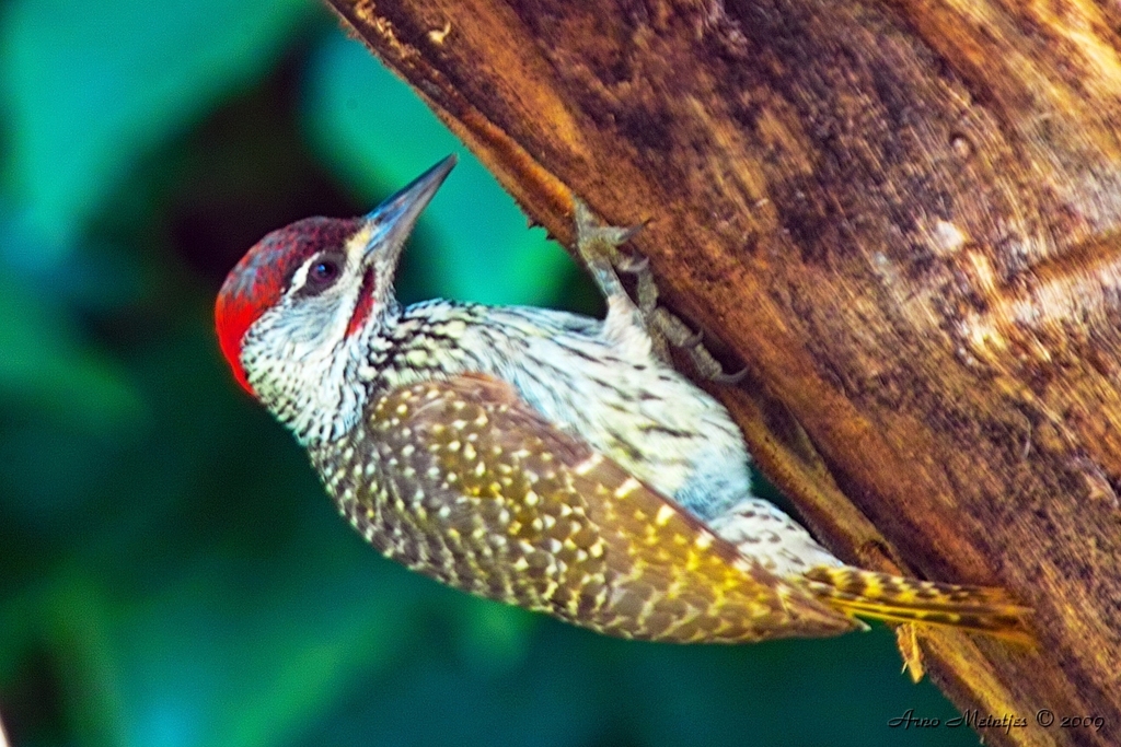Golden-tailed Woodpecker (Enseleni Nature Reserve - Animals) · iNaturalist