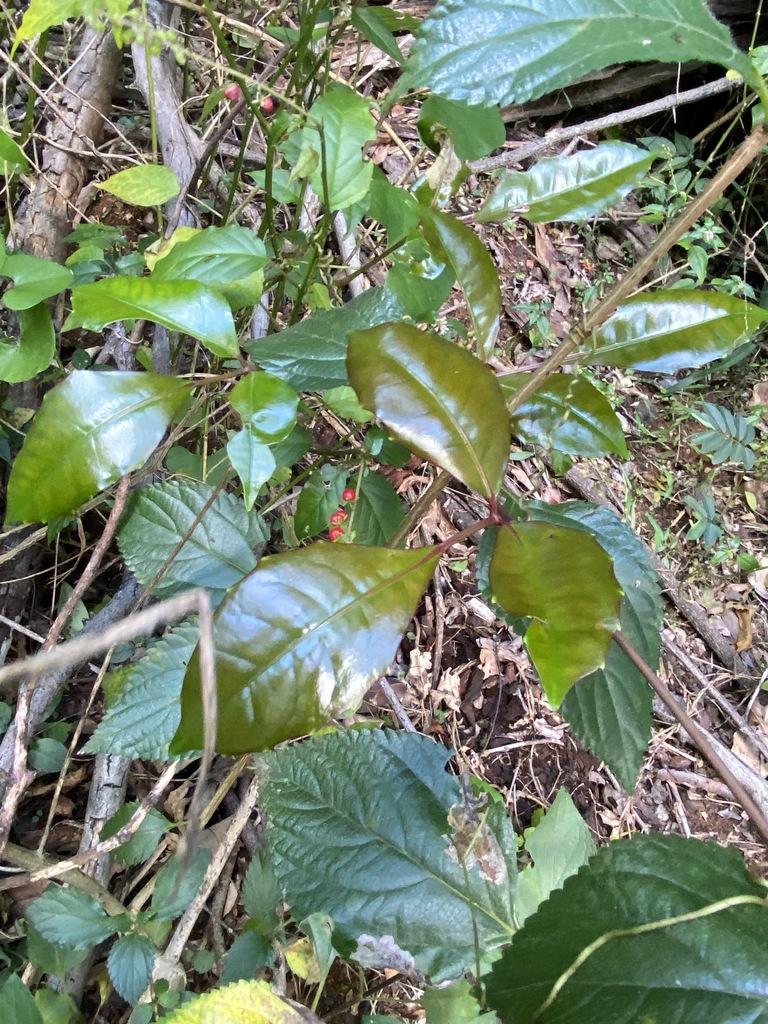 Native Grape from Anstead, Queensland, Australia on March 26, 2021 at ...