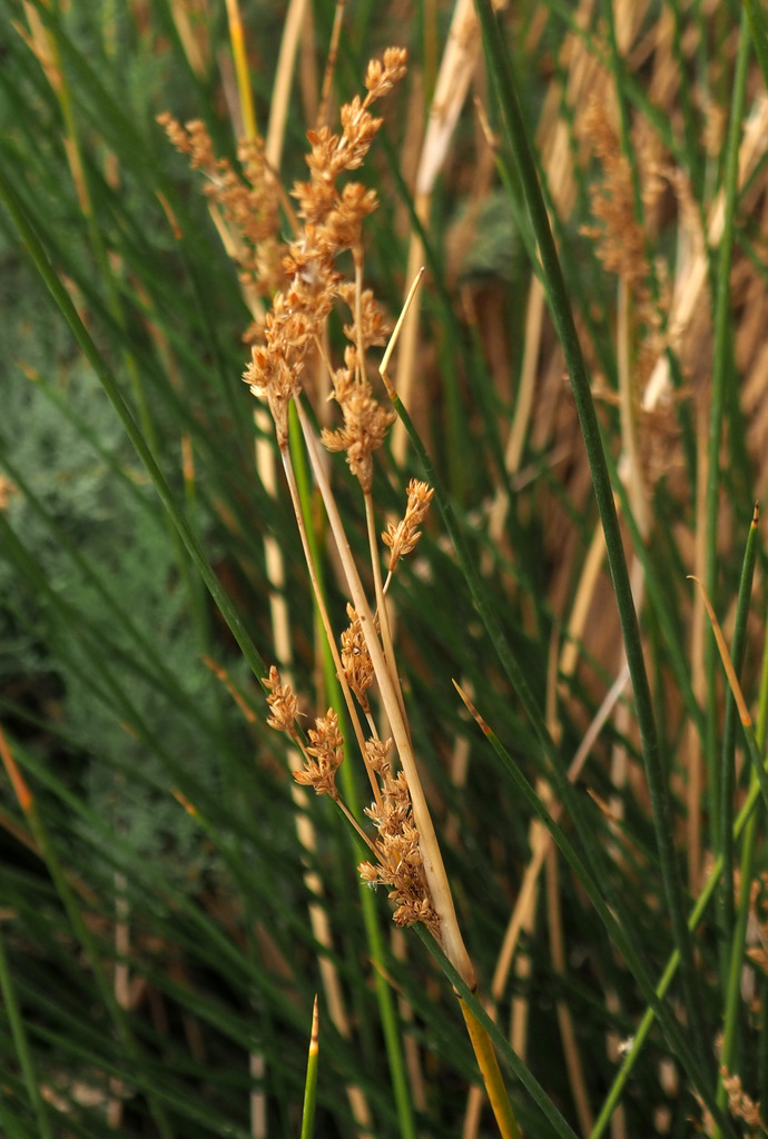 Juncus rigidus from באר שבע, ישראל on March 22, 2021 at 08:02 AM by Ron ...