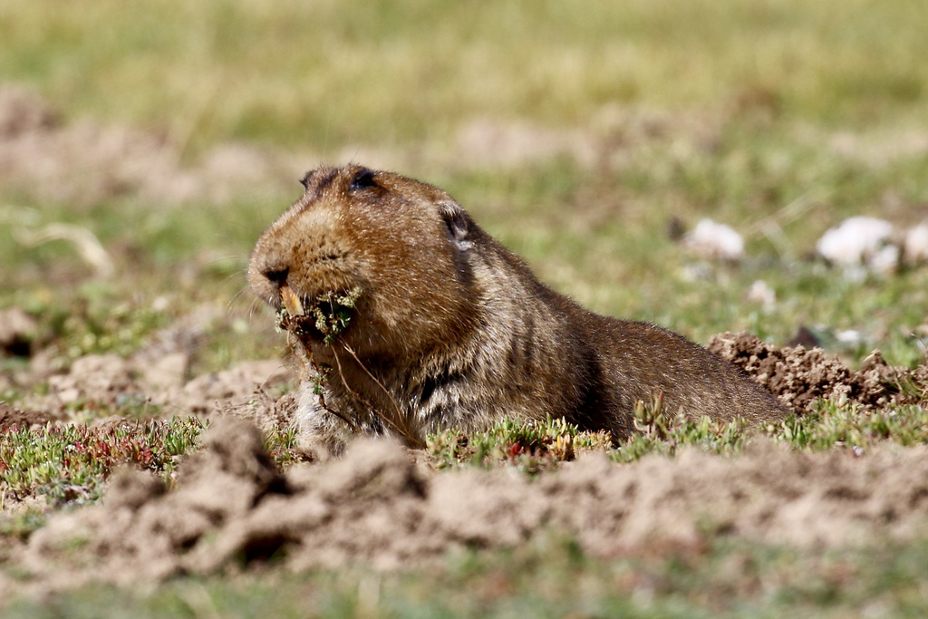 Giant Root Rat (Tachyoryctes macrocephalus) - Know Your Mammals