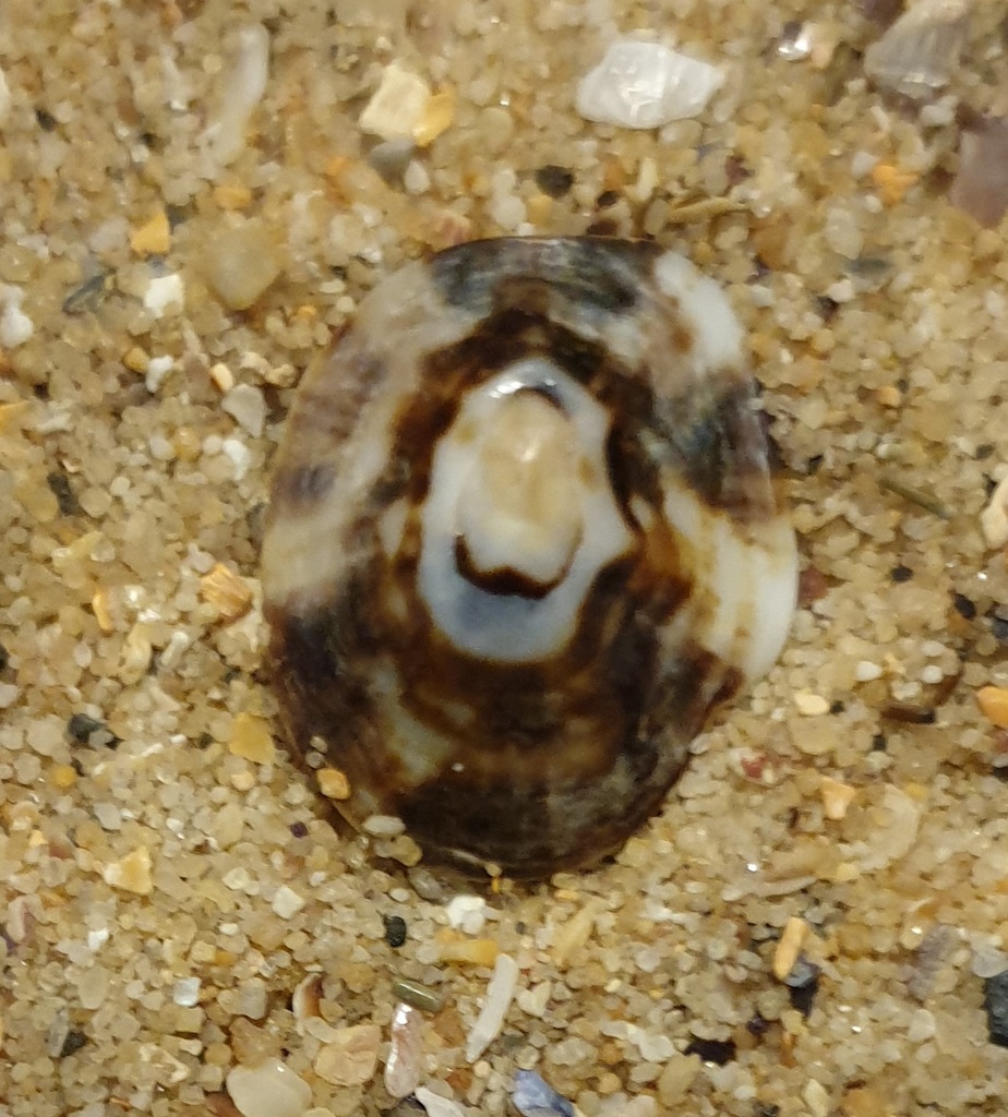 Patelloida alticostata from New South Wales, Australia on March 26 ...