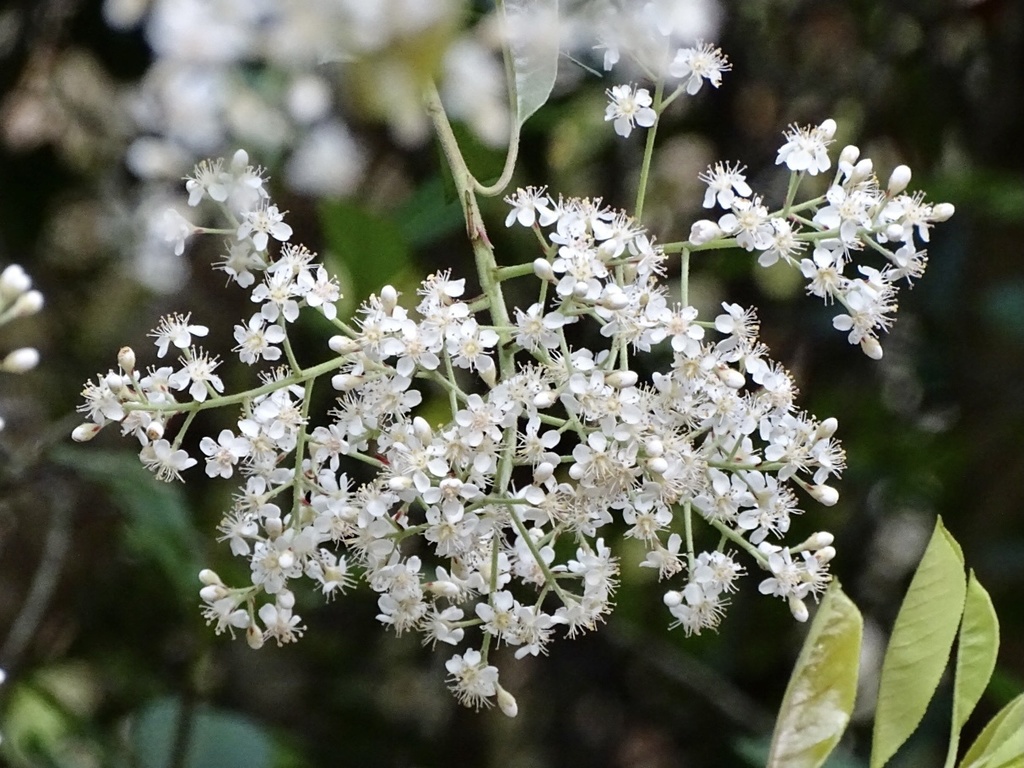 Photinia raupingensis from Tai Po Kau Forest Track – Loop Track Section ...