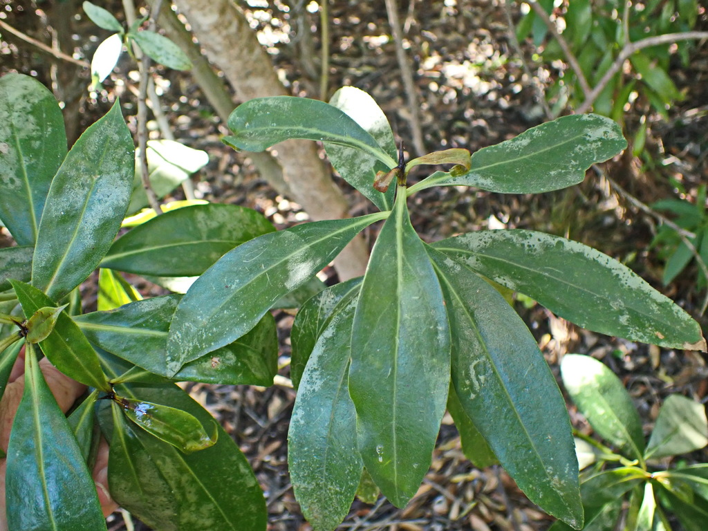 Australian Ngaio from Witsand Nature Reserve, Western Cape, South ...