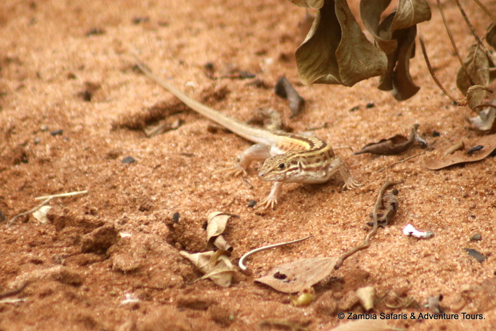 Common Rough-scaled Lizard from Highlands, Livingstone, Zambia on March ...