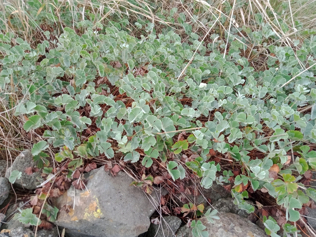 Common Nardoo from Altona VIC 3018, Australia on March 26, 2021 at 01: ...