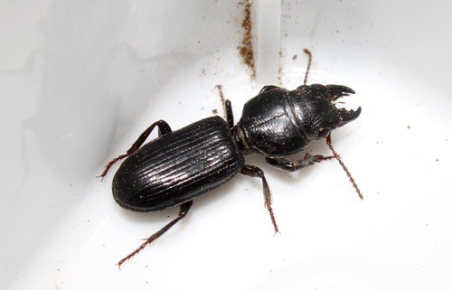 Distichus planus · iNaturalist